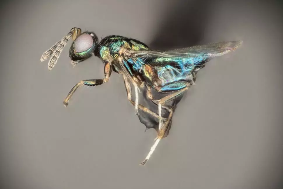 Parasitic Crypt-Keeper Wasp e Laola Kelello ea Mefuta e Supileng ea Likokoanyana Tse Ling.