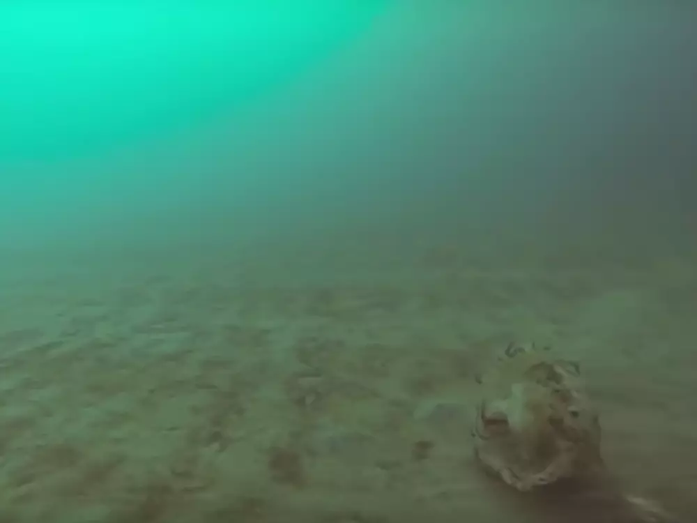 Litšoantšo tse makatsang li Hlōla Jellyfish ea Arctic e Laletseng Tlas'a Leqhoele