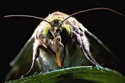 The pest in question, Helicoverpa zea, the bollworm moth