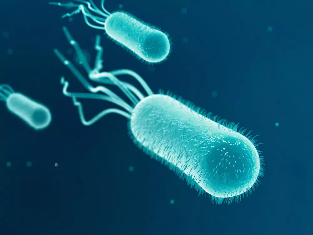 E Coli.jpg