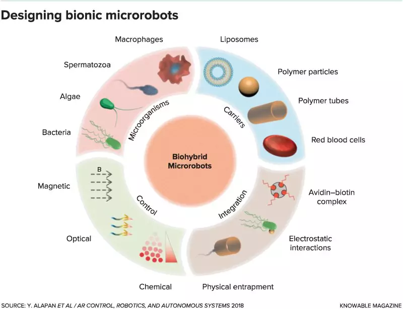 Mikrobla hərəkət edən kiçik robotlar bədənimizə dərmanları necə çatdıra bilir