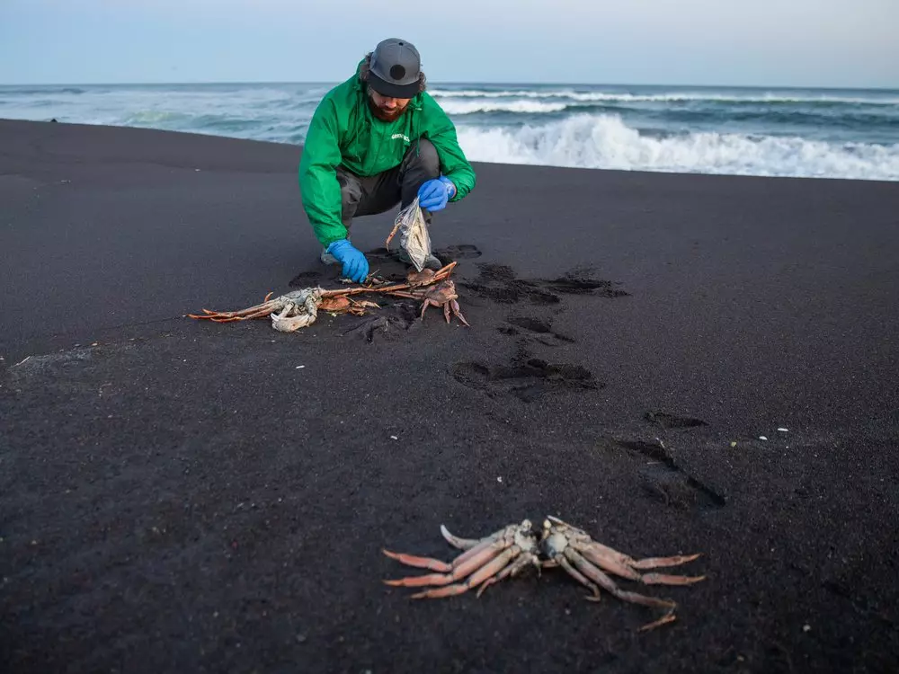 En Greenpeace-ekspert samler inn prøver av en opilio-krabbe som er skylt opp ved Khalaktyrsky-stranden