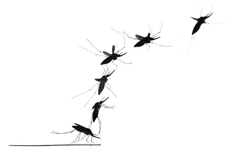 Излитане на комари
