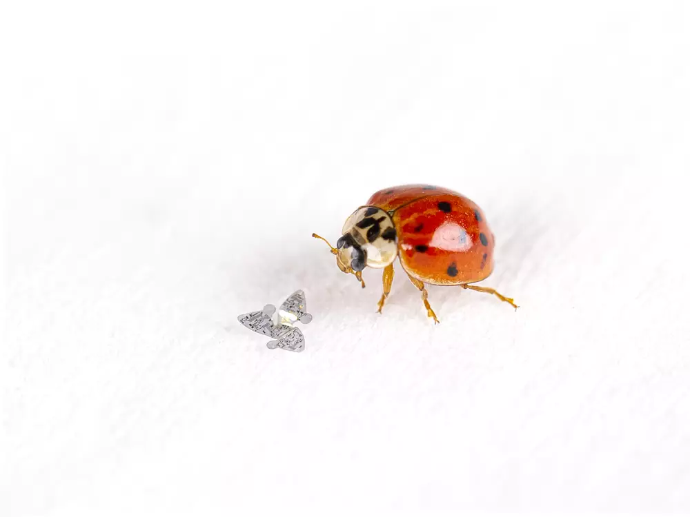 Mikrocip kecil dengan sayap duduk di sebelah kumbang untuk skala
