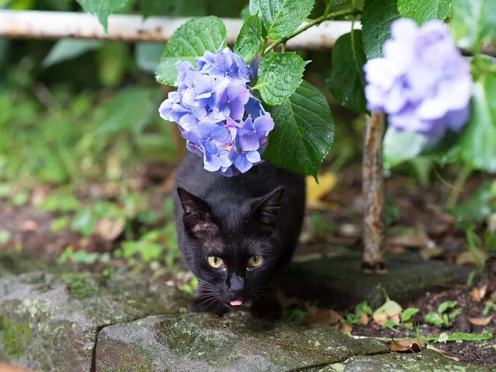 Si ou vle adopte yon chat nwa, ou ka oblije rete tann jiskaske Halloween fini