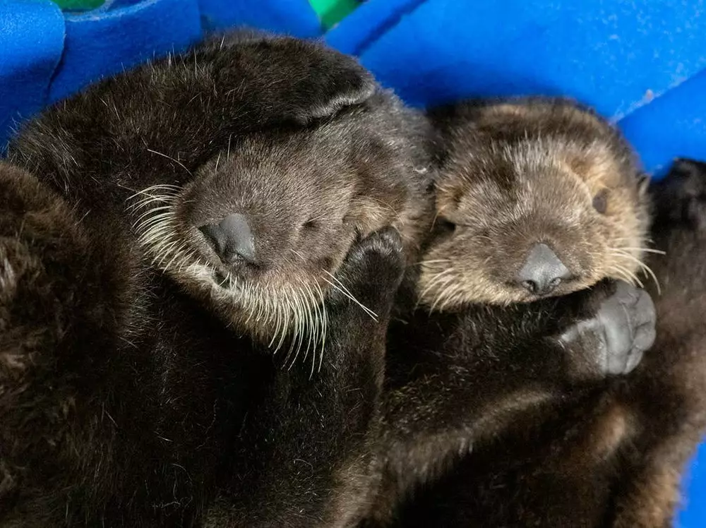 Shedd akwariumynyň halas edilen otter güjükleriniň adyna kömek ediň
