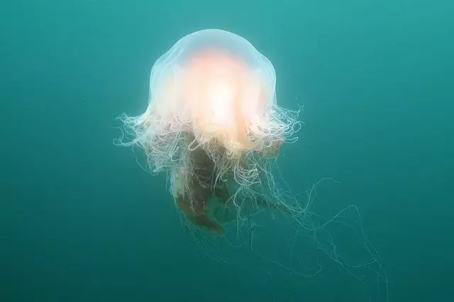 Estes robots de mulching de medusas poderían ser o salvador dos mares