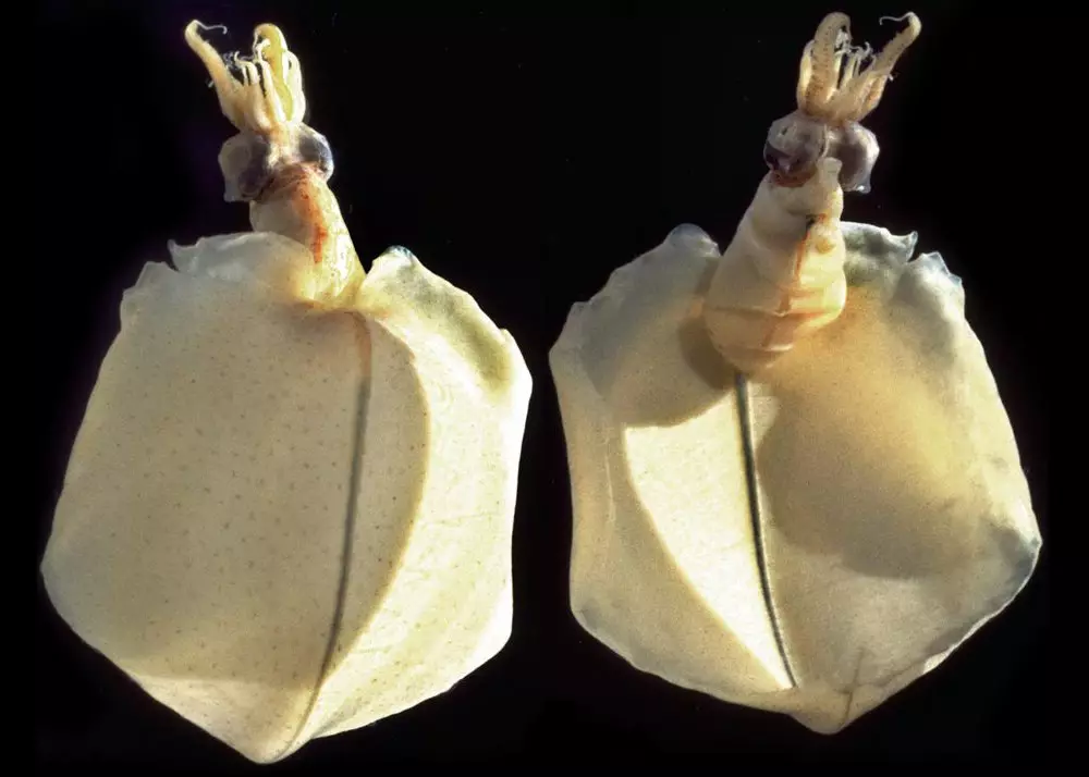 Mike Vecchione과 Richard E. Young이 가장 깊이 알려진 오징어 종을 설명하는 데 사용한 Smithsonian 컬렉션의 태평양 큰지느러미 오징어(Magnapinna pacifica). (리차드 E. 영)