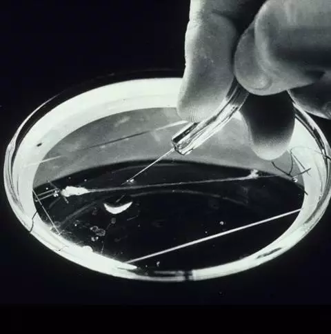 오징어 축삭이 있는 현미경 슬라이드.