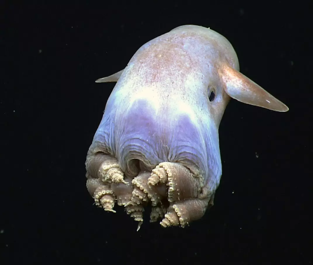 A blue-gray squid on a black background.