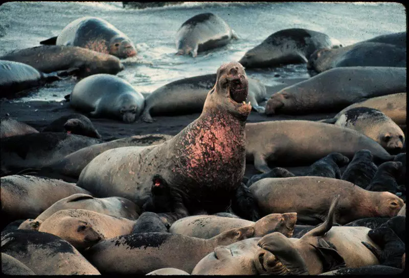 Filifili Elephant Seal 'Supermoms' Produce Tele Pups