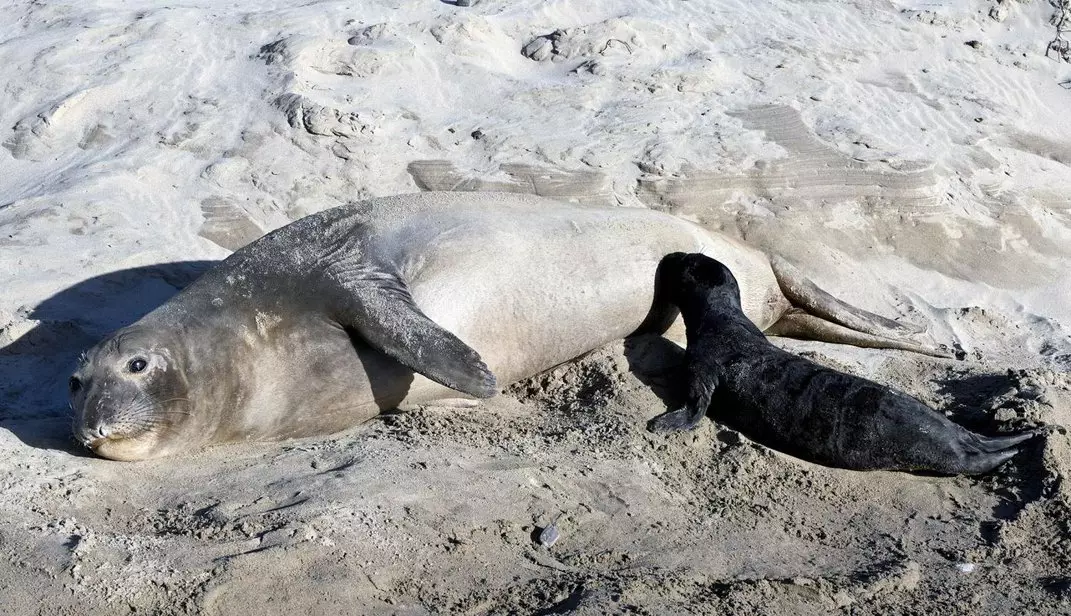 Elephant Seal چونڊيو 'Supermoms' پيدا ڪن ٿا گھڻا ڪتا