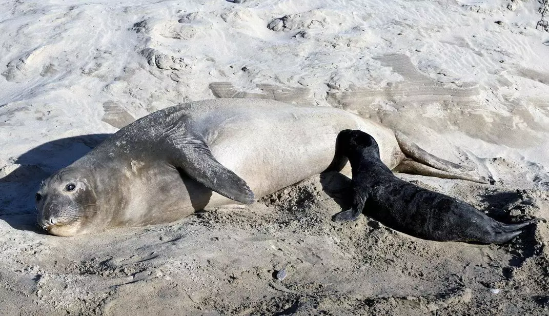 Velg Elephant Seal 'Supermoms' produserer de fleste valper