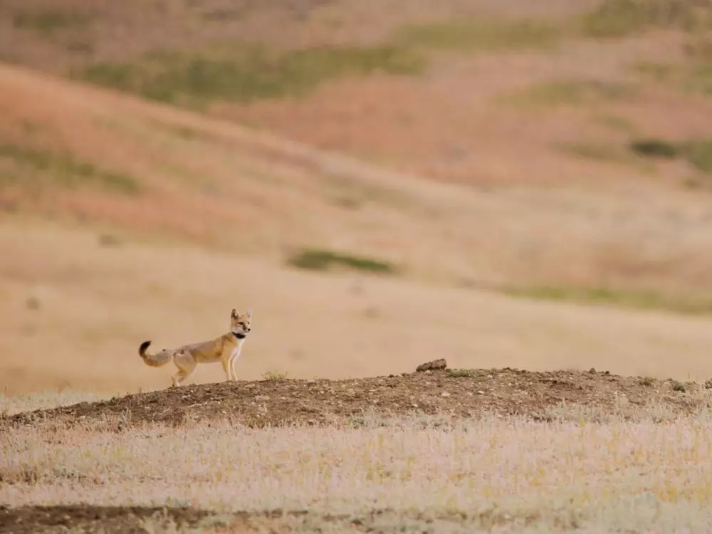 Stammen introduceren Swift Fox opnieuw in Fort Belknap-reservaat in Noord-Montana