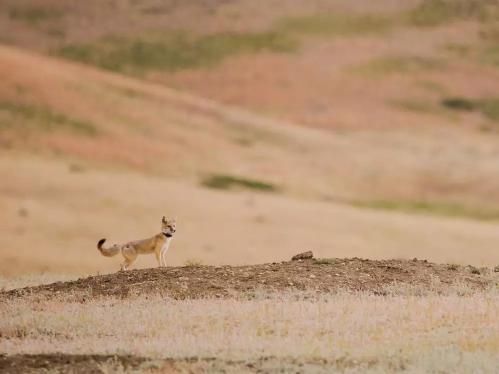 Gibalik sa Tribu ang Swift Fox sa Reservation sa Fort Belknap sa Northern Montana