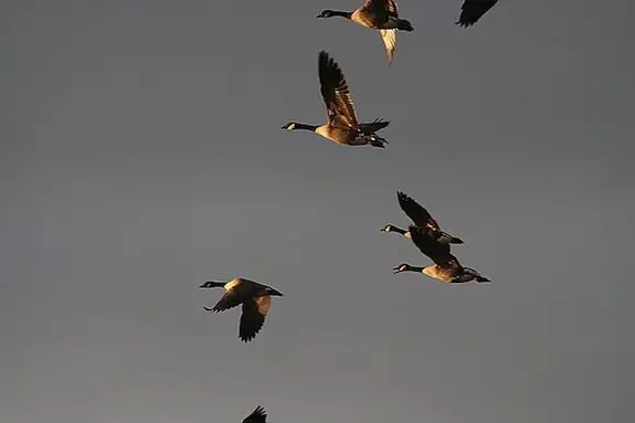 Как канадские гуси готовятся к полету?