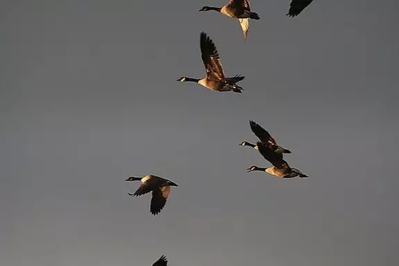 Yuav Ua Li Cas Canada Geese Npaj Yuav ya?