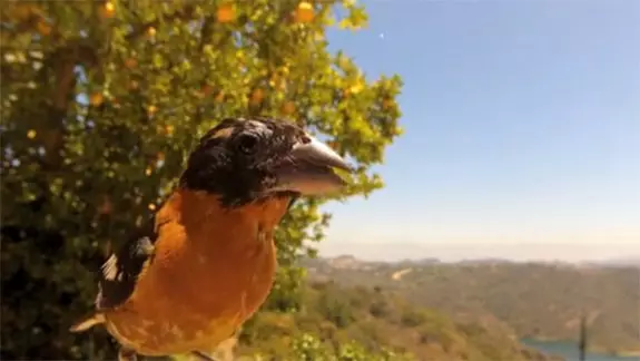 Este alimentador funciona como uma cabine de fotos para pássaros