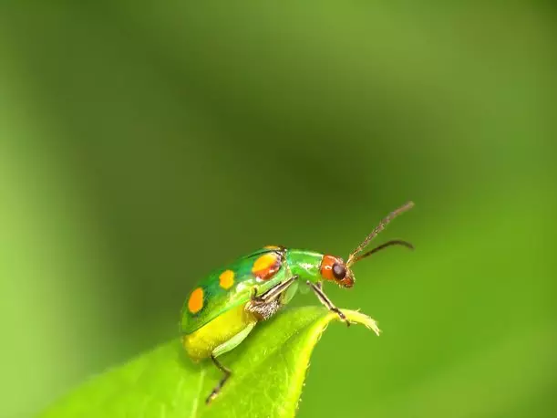 Wenn es regnet, sucht dieser Curcurbit-Käfer definitiv nicht nach Liebe.