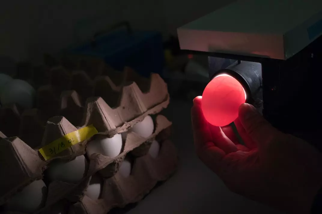Јајцата во лабораторијата на Гуан растат примероци од вируси за анализа.