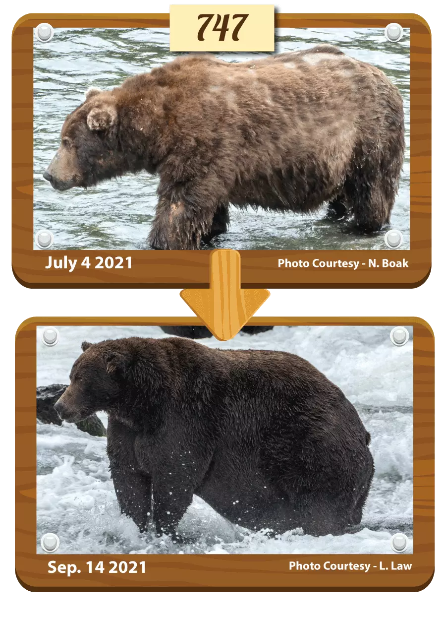 Kompozitná fotografia medveďa 747 pred a po