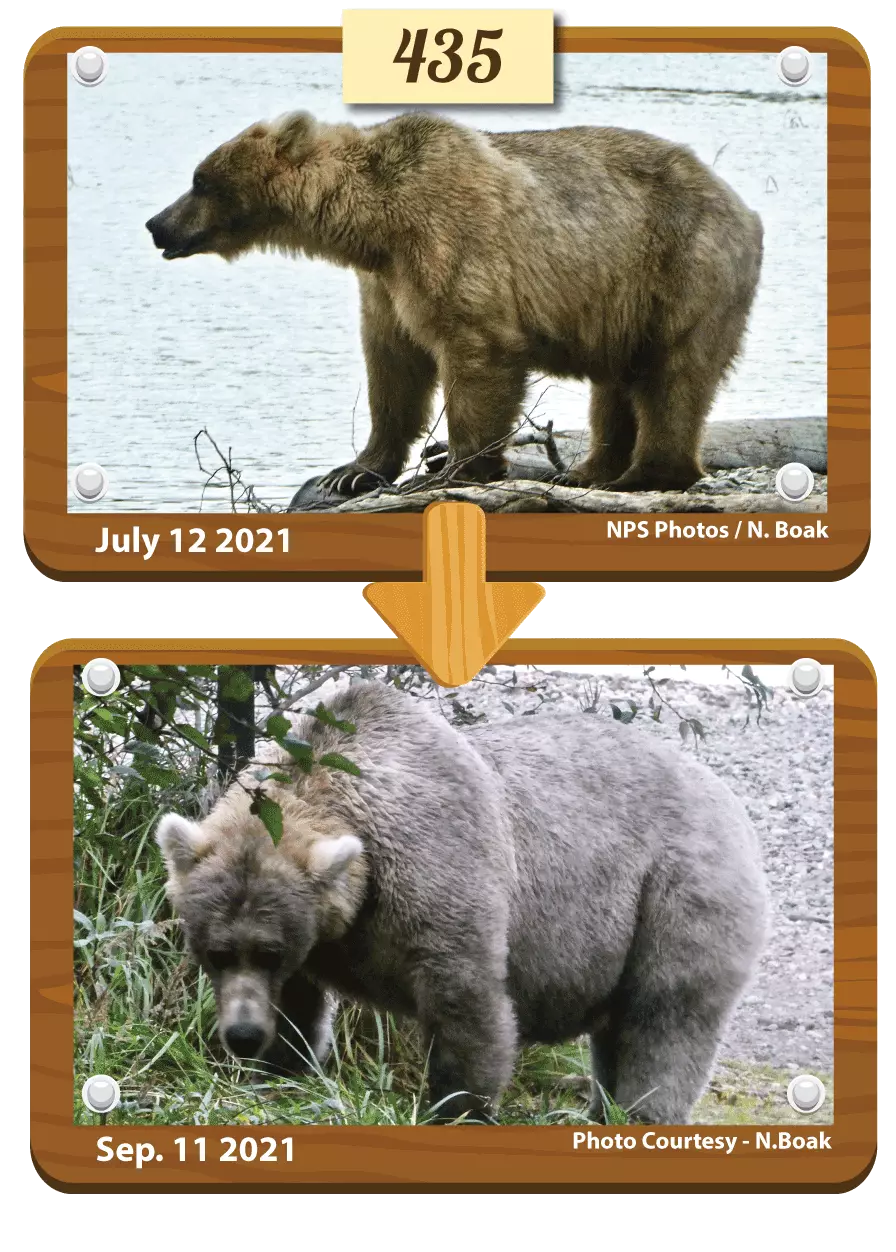 Uma foto composta antes e depois do urso 435 azevinho