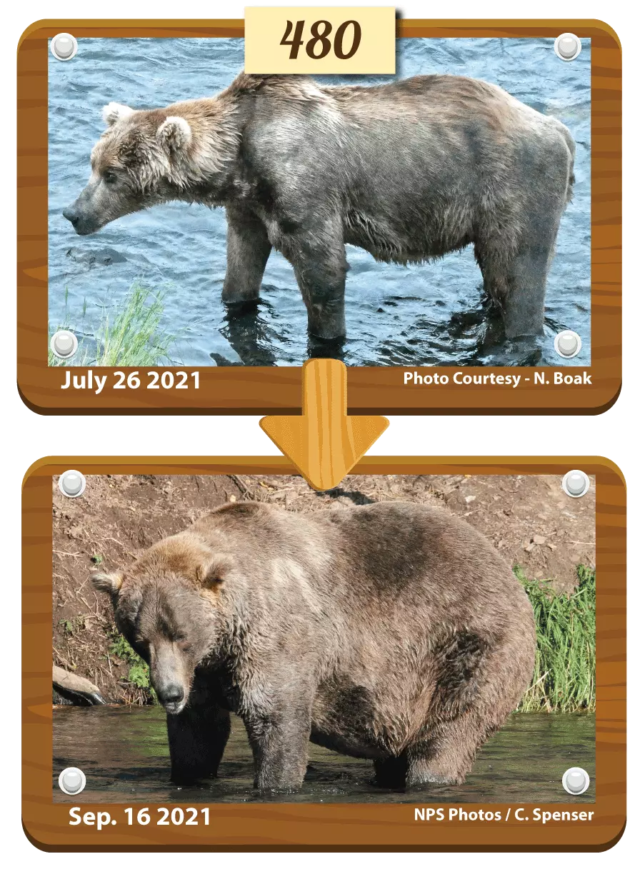 Uma foto composta antes e depois do urso 480 Otis