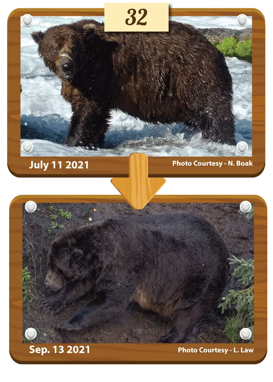 Uma foto composta antes e depois do urso 32 Chunk
