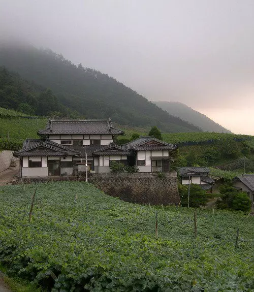 日本山梨縣的葡萄園