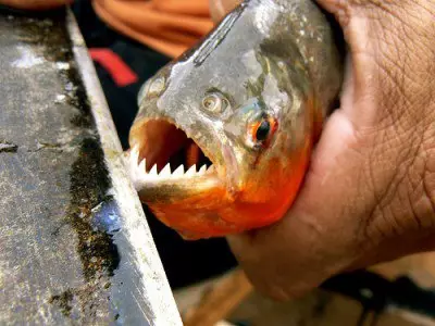 Resep Piranha Dari Pemancing Ekstrim