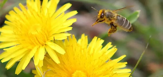 Kas mesilaste koloonia kokkuvarisemises on süüdi diisli heitgaasid?