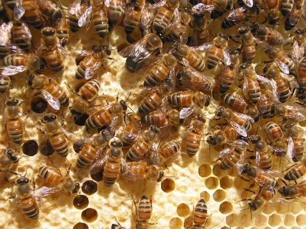 Ovatko dieselpakokaasut syyllisiä mehiläisyhdyskunnan romahtamiseen?