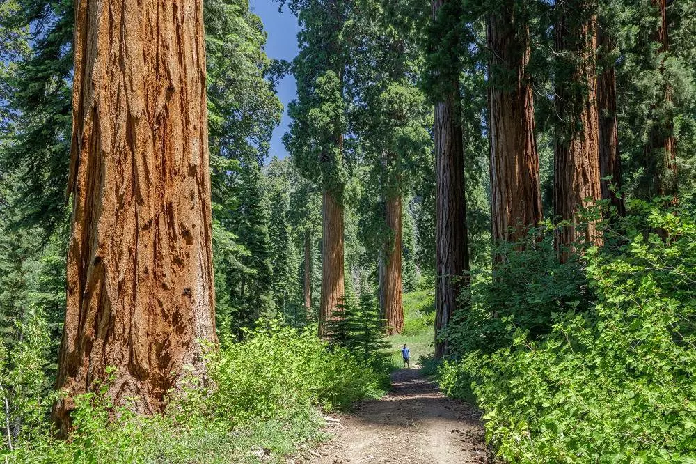 Mezintirîn Sequoia Grove ya Xwediya Taybet a Cîhanê Ji bo Firotanê ye