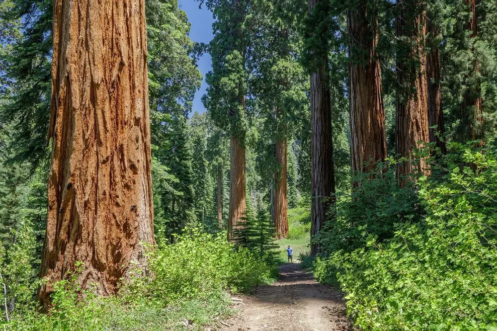 Der weltweit größte Giant Sequoia Grove in Privatbesitz steht zum Verkauf