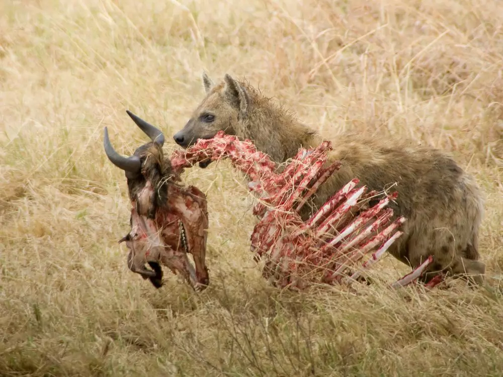 257.000 anos atrás, uma hiena comeu um pouco de cabelo humano (e provavelmente o resto da pessoa também)