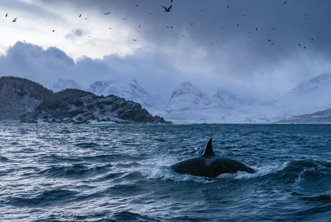 Orca svífur upp og steypist aftur niður