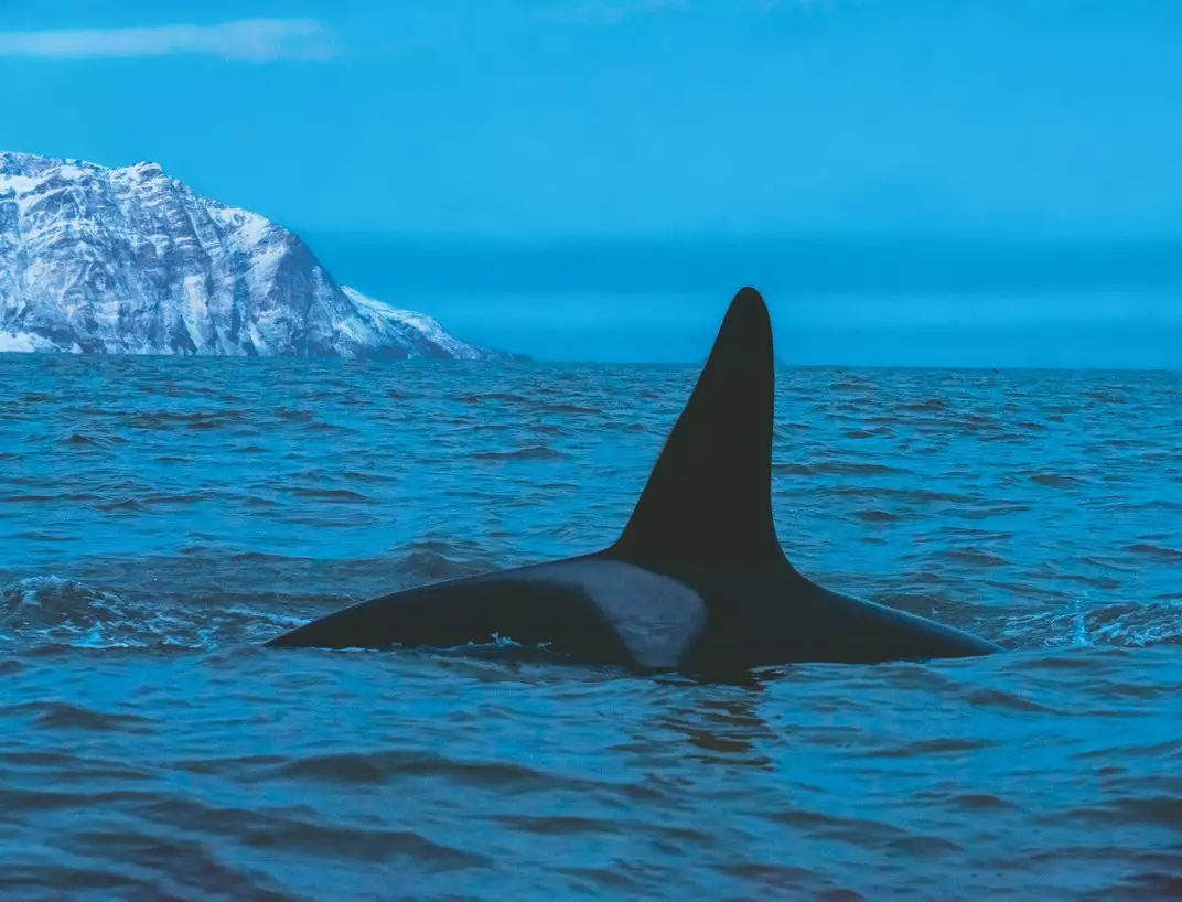 seekor orca berenang di luar pantai