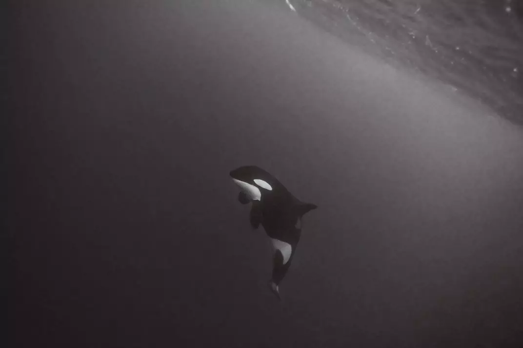 암컷 범고래는 청어 미끼 공 옆에서 기다립니다.