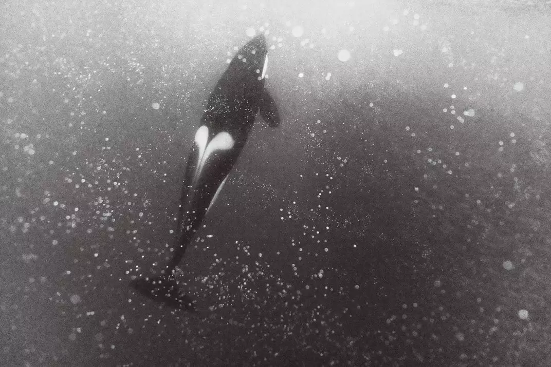 Orca dheddig ayaa ku wareegeysa dugsiga herring.