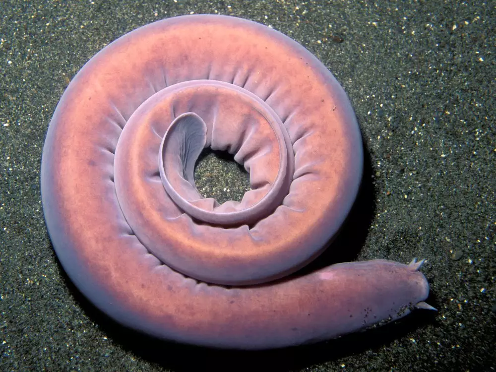 Hagfish-i buruzko 14 datu dibertigarriak