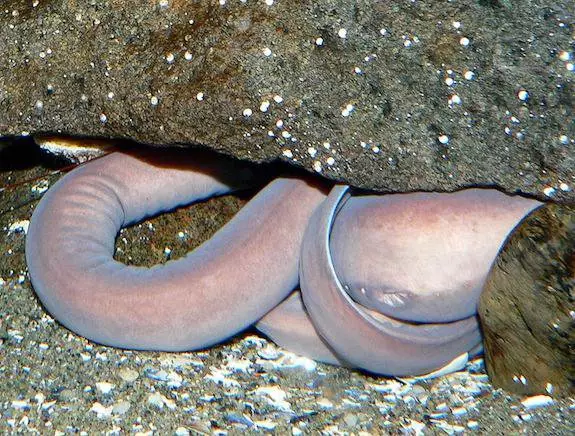 Một con hagfish Thái Bình Dương ẩn mình dưới một tảng đá.