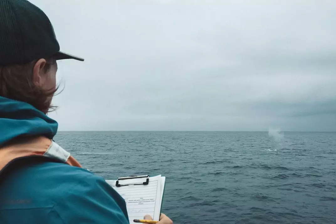 Seorang lelaki memakai jaket windbreaker dan topi besbol berdiri di atas kapal penyelidikan dan mencatat nota pada papan keratan sambil memerhati ikan paus biru di lautan. Langit berwarna biru-kelabu dan pukulan ikan paus membentuk awan berkabus di atas permukaan air laut biru dalam
