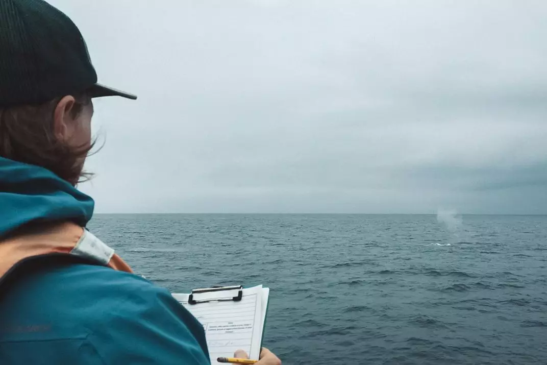 Un uomo che indossa una giacca a vento e un berretto da baseball si trova su una nave da ricerca e prende appunti su una lavagna per appunti mentre osserva una balenottera azzurra nell'oceano. Il cielo è grigio-azzurro e il soffio della balena forma una nuvola nebbiosa sopra la superficie dell'acqua blu intenso