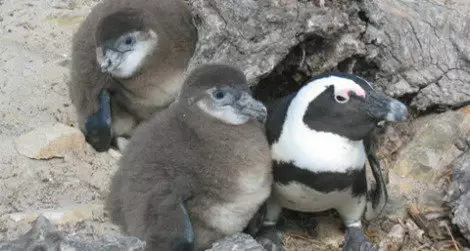 De grote pinguïnredding