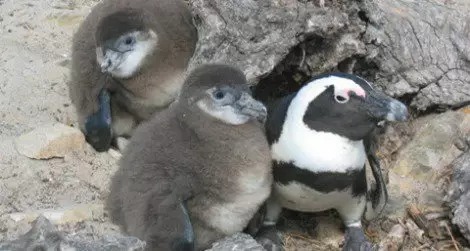 20110823092012Penguin_rescue_video.jpg