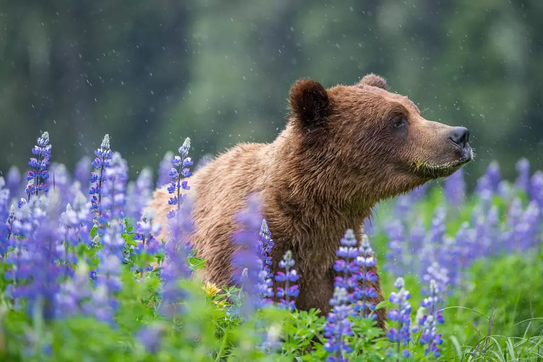 Рај за медведе гризлије добијате изблиза 16919_10