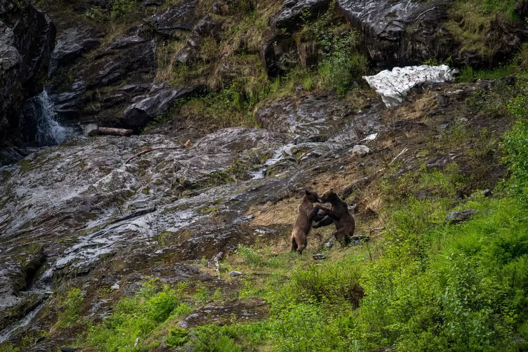 Un paradiso per gli orsi grizzly ottiene uno sguardo da vicino 16919_11