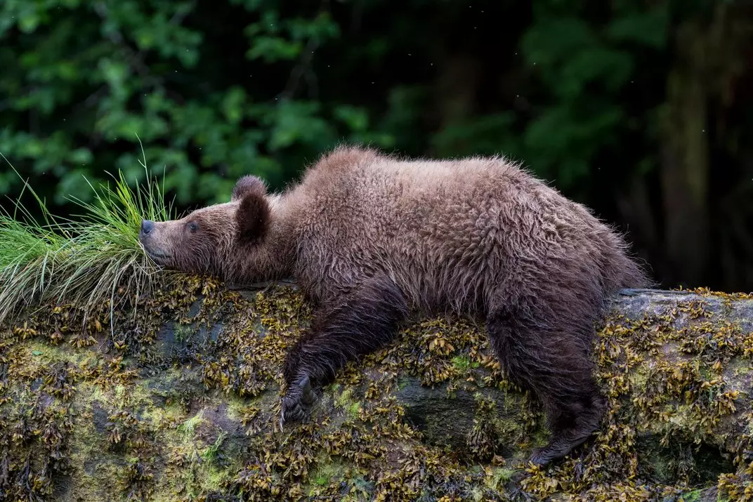 Un paradiso per gli orsi grizzly ottiene uno sguardo da vicino 16919_12