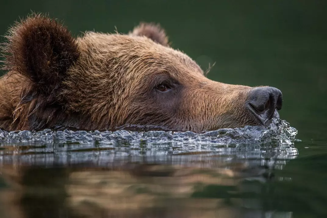Grizzly Bears များအတွက် ပရဒိသုသည် အနီးကပ်ကြည့်ရှုမှုရရှိစေသည်။ 16919_13