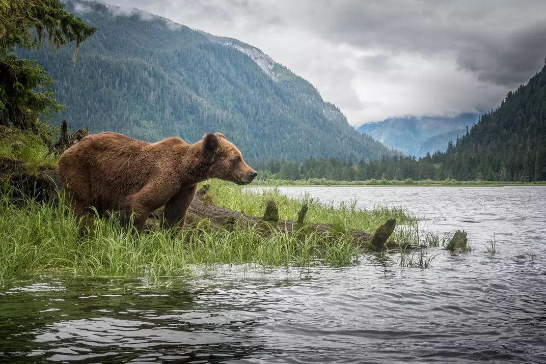 Ráj pro medvědy grizzly získává zblízka pohled 16919_2